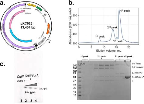Overexpression And Purification Of Cdiff Rnap A Pxc026 Overexpression