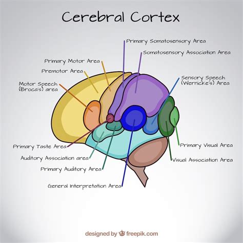 Diagrama Do Cortex Pre Frontal