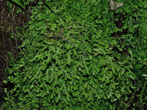 Unveiling Renauldia Lycopodioides The Lycopod Like Moss