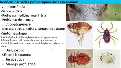 Aula Parasitologia Doenças Causadas Por Ectoparasitos Em Animais