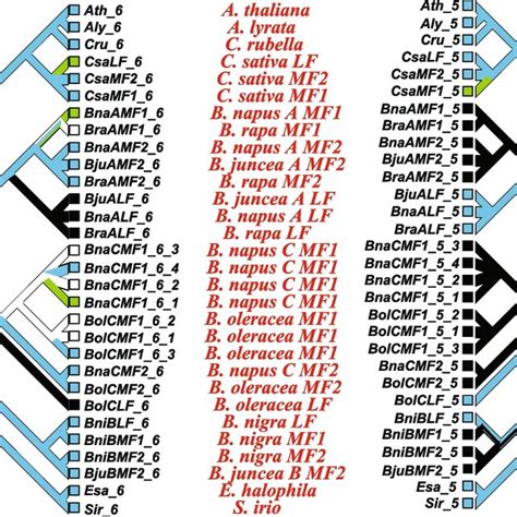 Bioinformatics Based Protein Structure And Motif Analysis Of Kcs6