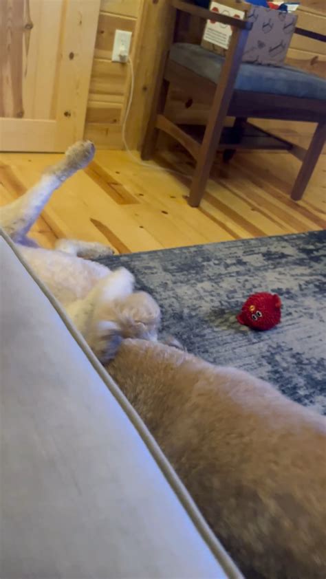 A Classic Game Bitey Face R Goldendoodles