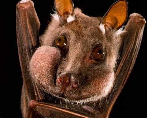 عکس شیطانی یا بامزه؛ تصاویری متفاوت از چهره خفاش‌ها خبرآنلاین