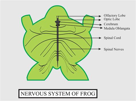 The 5th Cranial Nerve Of A Frog Is Calleda Optic Nerveb Vagus Nerve