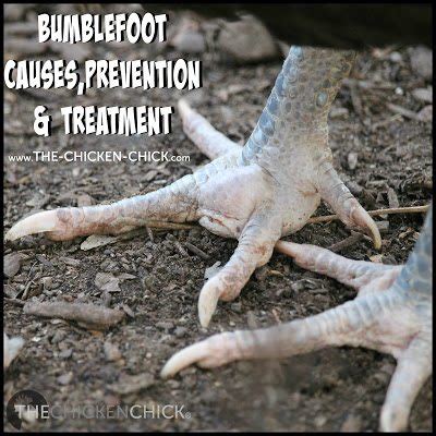 Bumblefoot In Chickens Causes And Treatment Graphic Photos