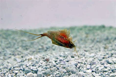 Triops Cancriformis The Tadpole Shrimp From Europe