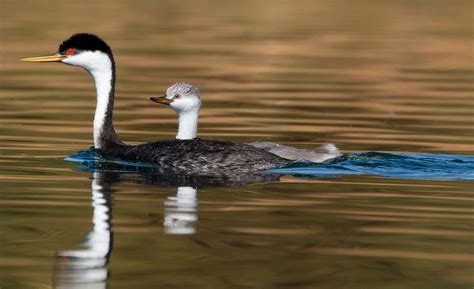 Western Grebe Audubon Field Guide