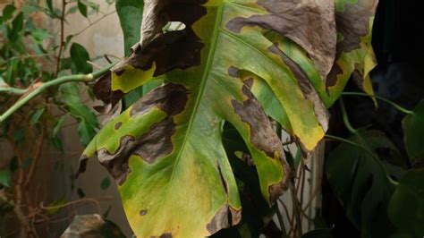 What To Do With Burnt Monstera Leaves Effective Remedies And Tips