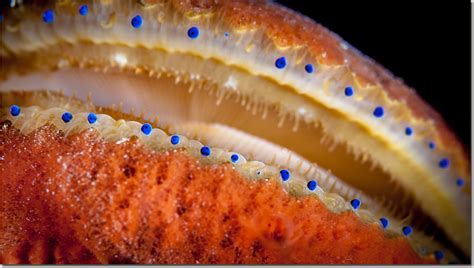Clam Eyes Up Close