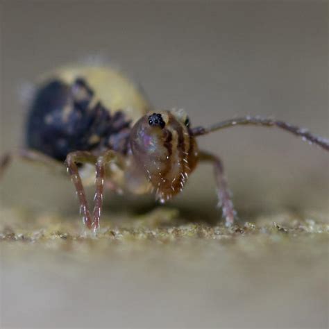 Globular Springtail Ptenothrix Maculosa Bugguidenet