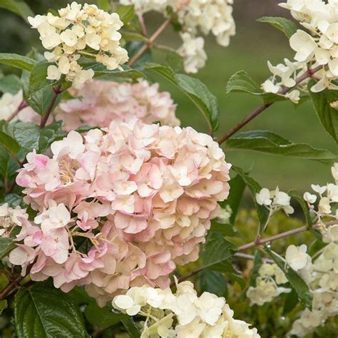 Hydrangea Paniculata Strawberry Shake Panicle Hydrangea Siteone Us