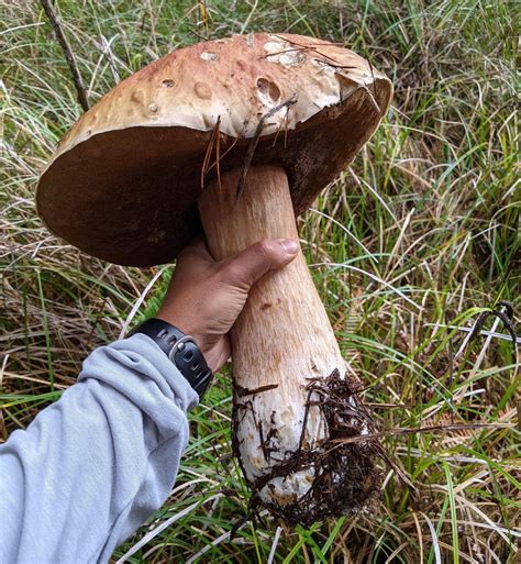 A Gigantic Boletus Edulis King Bolete Found On The Oregon Coast R