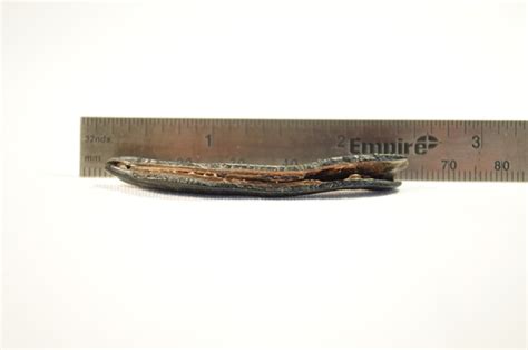 Miocene Pleistocene Deposit Fossils Sc Osteoderms Teeth And Fish