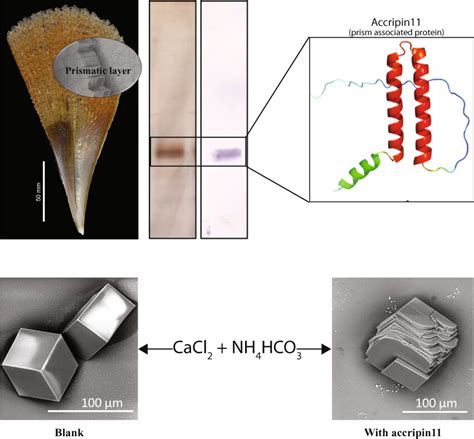 Febs Open Bio Vol 13 No 1