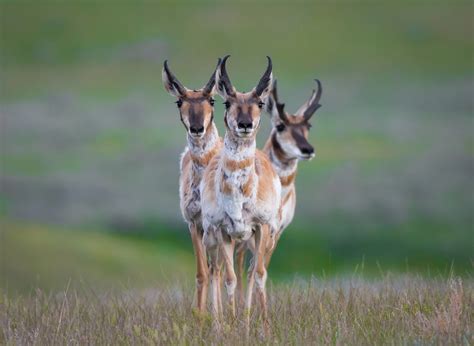 North American Pronghorn Foundation Conserve And Act Today
