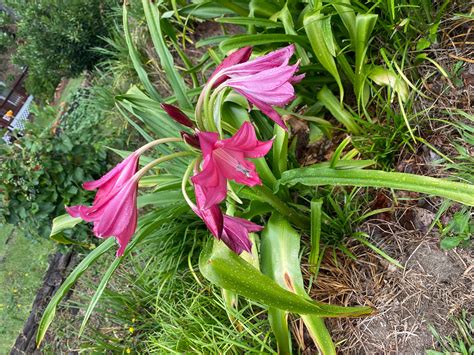 Crinum Lily Bulb Crinum Asiaticum Pink Flower Etsy