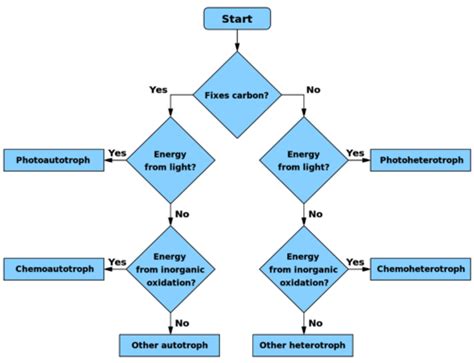 Microbiology Flashcards Quizlet