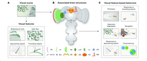 Overview Of Visual Feature Based Behaviors And Associated Brain Download Scientific Diagram