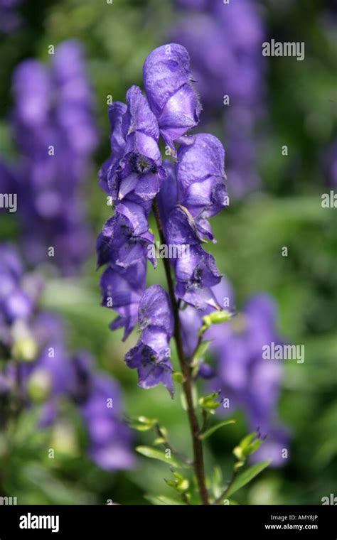 Aconite Monkshood