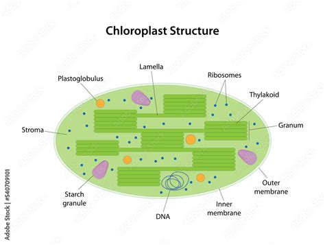 Chloroplast Green Plastid Structure Membrane Bound Organelle Stock