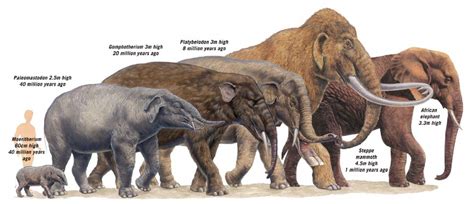 Elephant Bird Extinct Animals