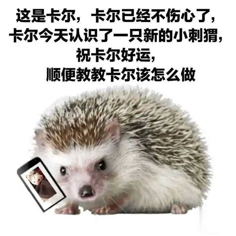 求刺猬卡尔表情包哪哪都找不着？ 知乎