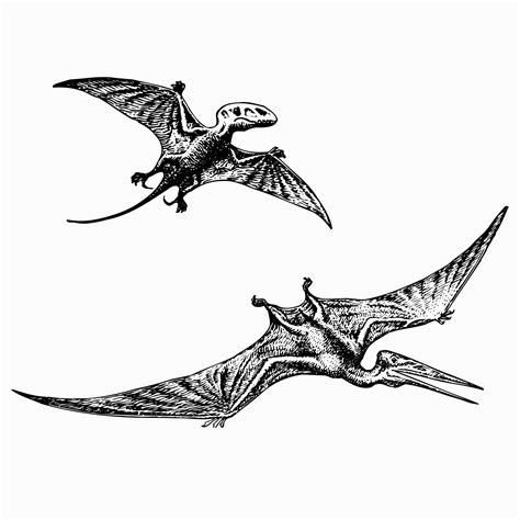 Pterodactyl