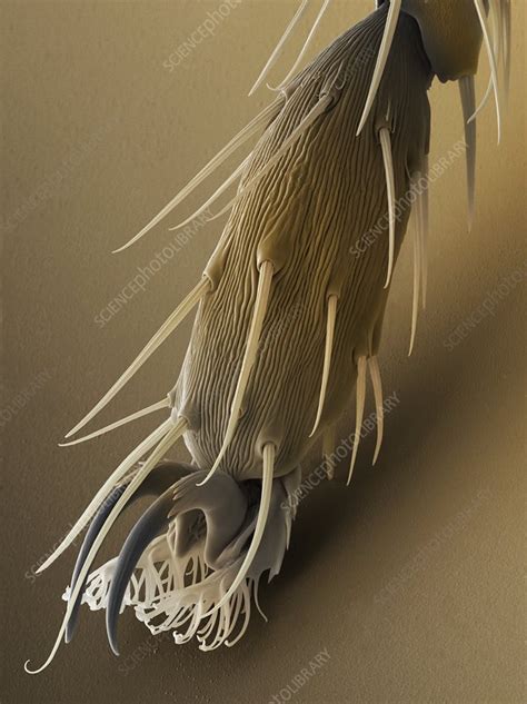 Fly Leg Under A Microscope