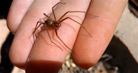 ¿cómo Identificar El Piquete De Una Araña Violinista Y Qué Hacer El
