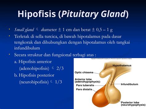Anatomi Dan Fisiologi Hipotalamus Hipofisispptx