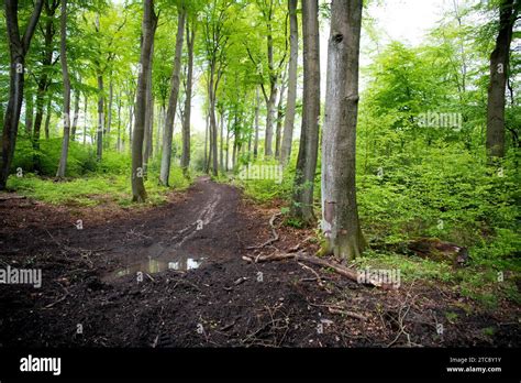 Forestry In The Forest Logging Road With Tracks From A Harvester Soil Compaction Forestry In The Forest Logging Road With Tracks From A Harvester Soil Compaction