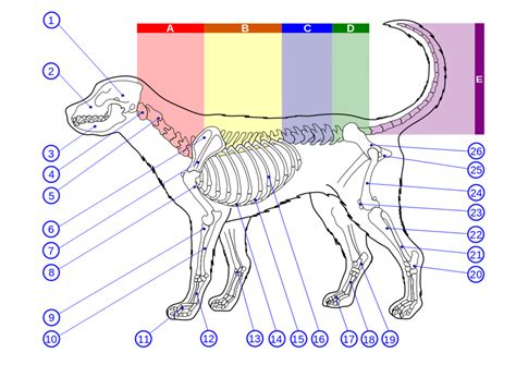 Mammalogy Lab Skeleton Diagram Quizlet