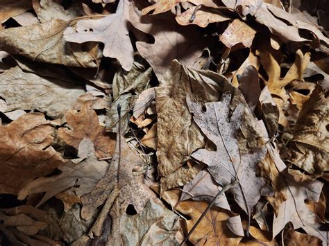 Leaf Litter And Leaves For Reptile Terrariums Iheartbugs Inc