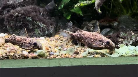 Synodontis Contractus Eating Spirulina Youtube