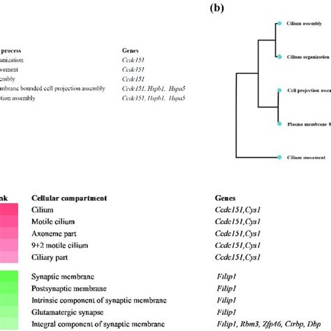 A Heatmap Displaying The Top Five Signalling Biological Processes
