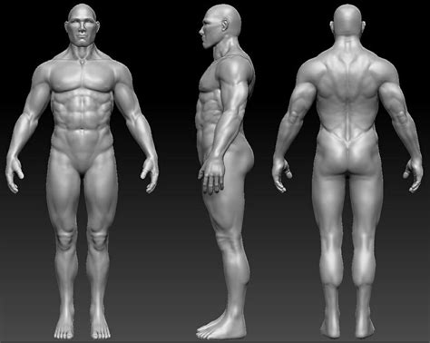 Endomorphic Mesomorph Human Anatomy For Artists Human Anatomy