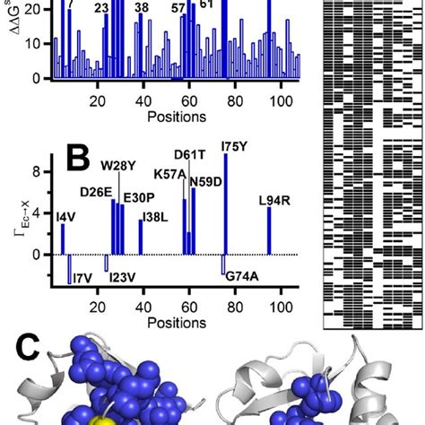Statistical Coupling Analysis Of The Emergence Of Folding Catalysis Download Scientific Diagram