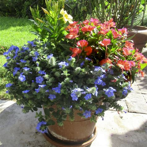 Evolvulus Beach Bum Blue Stunning Selection Of Evolvulus Glomeratus