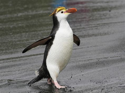 Royal Penguin Ebird