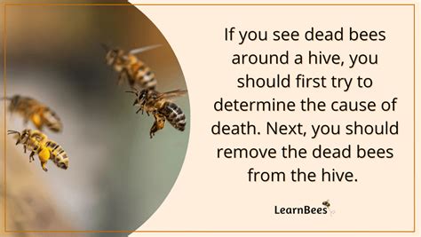 Dead Bees 101 How To Autopsy A Honey Bee Colony Learnbees