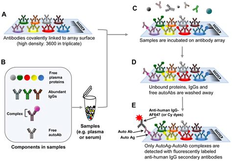 A Schematic Overview Of The Autoantibody Autoantigen Complex Profiling Download Scientific