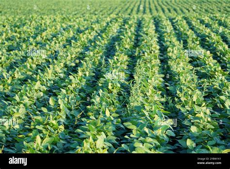 Green Soybean Plants Planted In Rows Growing On Cultivated Land On