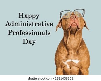 101 611 Funny Happy Administrative Professional Day Royalty Free Images