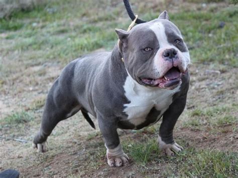 Mini Pitbull