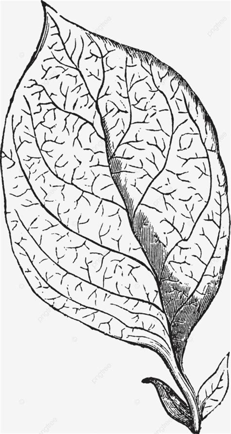 Leaf Vein Vector Art Png Reticulate Veined Leaf Black Old Engraved