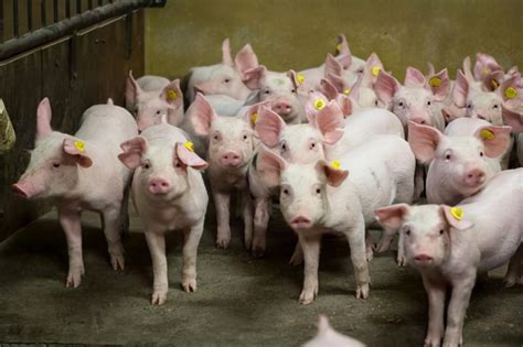 猪应该喂什么好，仔猪自制饲料配方 知乎