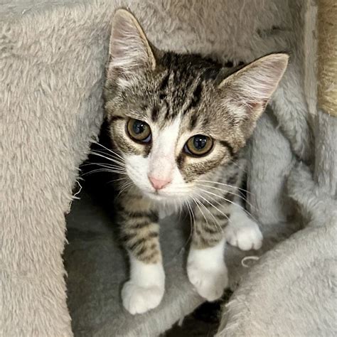 Cats For Adoption In Mason Ohio Alpha Paw