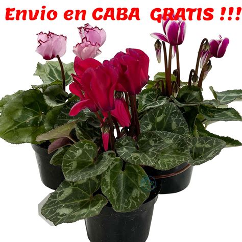 Combo 3uni Mini Violeta De Los Alpes Cyclamen Hogarjardín