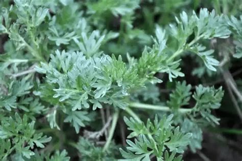 7 Beneficios Medicinales Para La Salud De Davana Artemisia Pallens