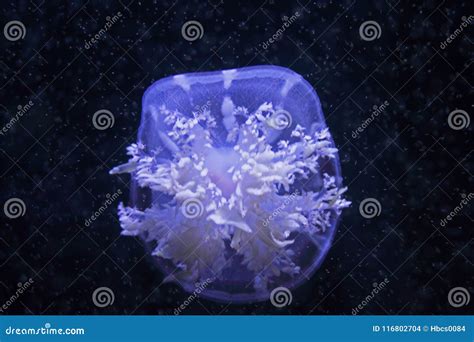 The Cassiopea Andromeda Upside Down Jellyfish Stock Image